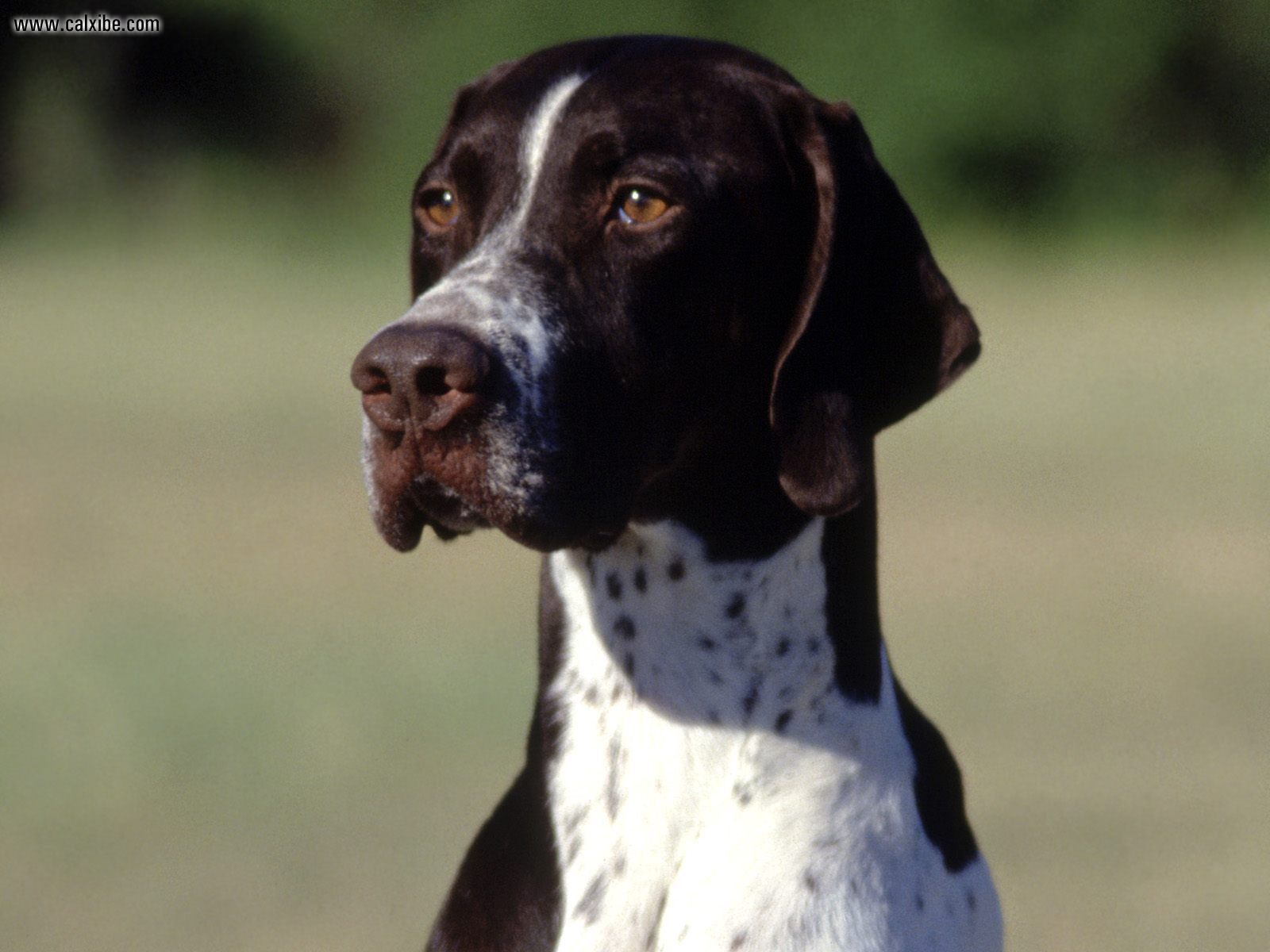 1000+ images about English Pointer dog art portraits, photographs ...